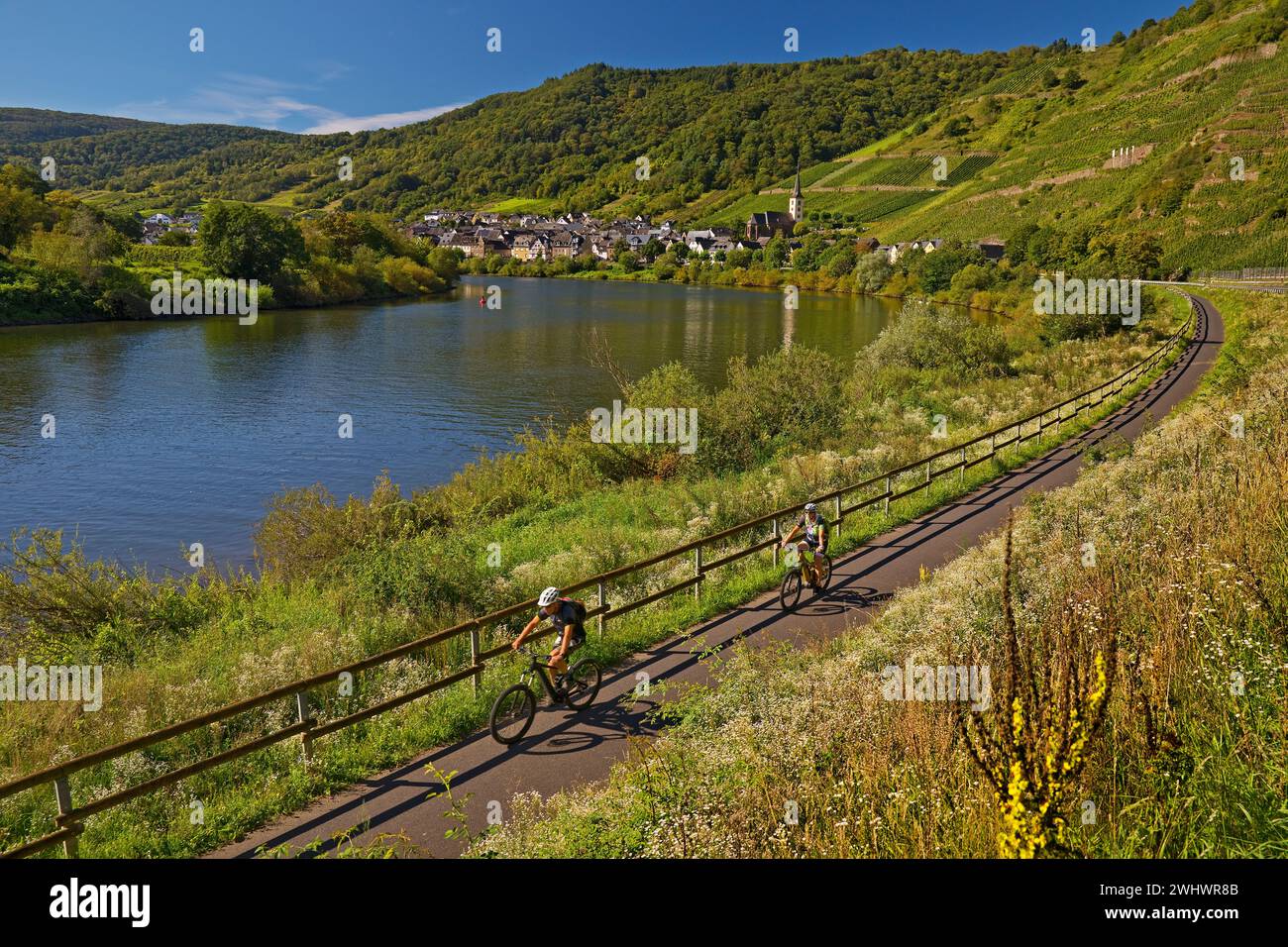 Cyclists on the Moselle cycle path with a view of the town of Bremm ...