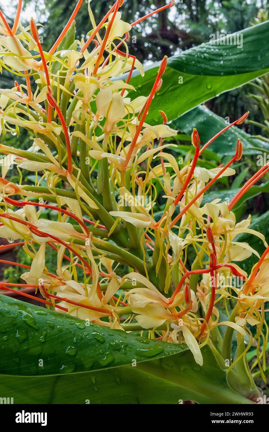 Kahili ginger (Hedychium gardnerianum), Zingiberaceae. Rhizomatous ...