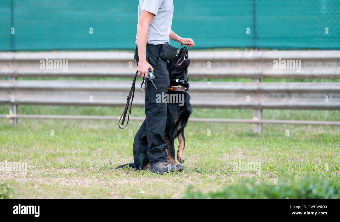 German shepherd puppy training with his owner. High quality photo Stock ...