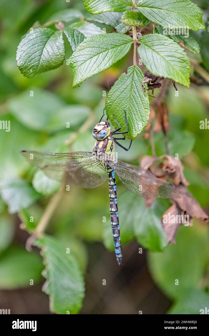 Noble damselflies hi-res stock photography and images - Alamy