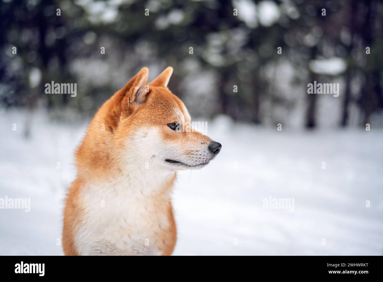 Head portrait red shiba hi-res stock photography and images - Alamy