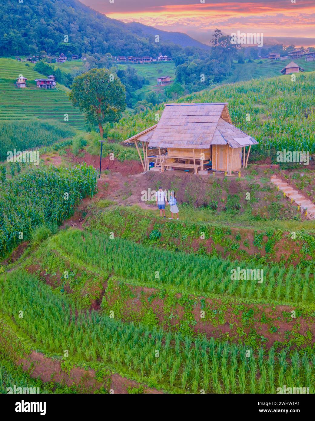 Terraced Rice Field in Chiangmai, Thailand. A couple of men and woman ...