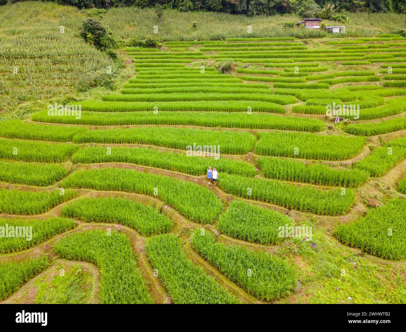 Terraced Rice Field in Chiangmai, Thailand. A couple of men and woman ...
