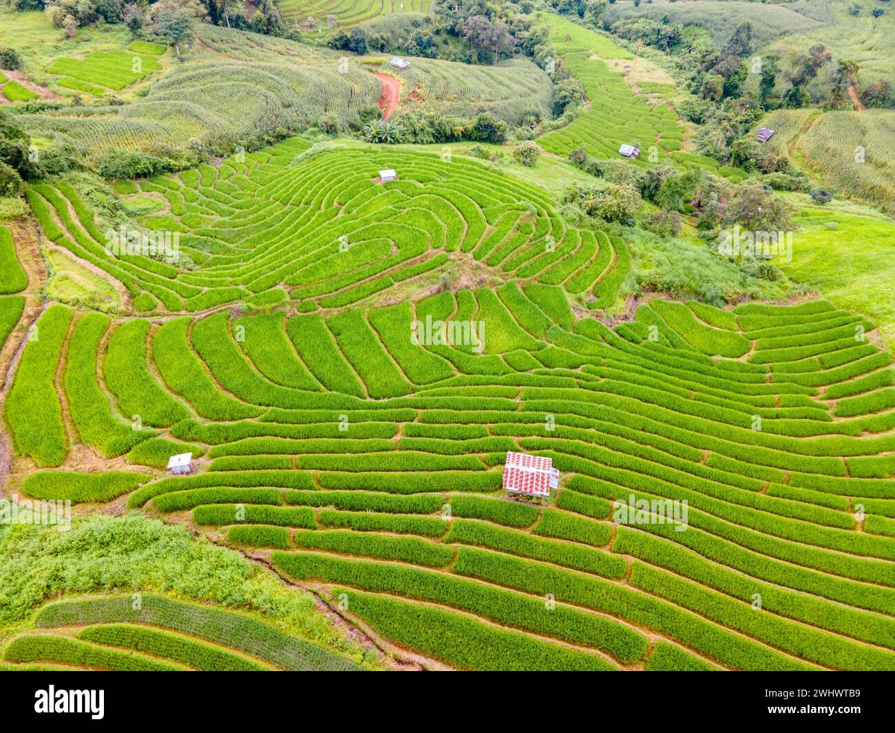 Terraced Rice Field in Chiangmai, Thailand with homestay farms in the ...