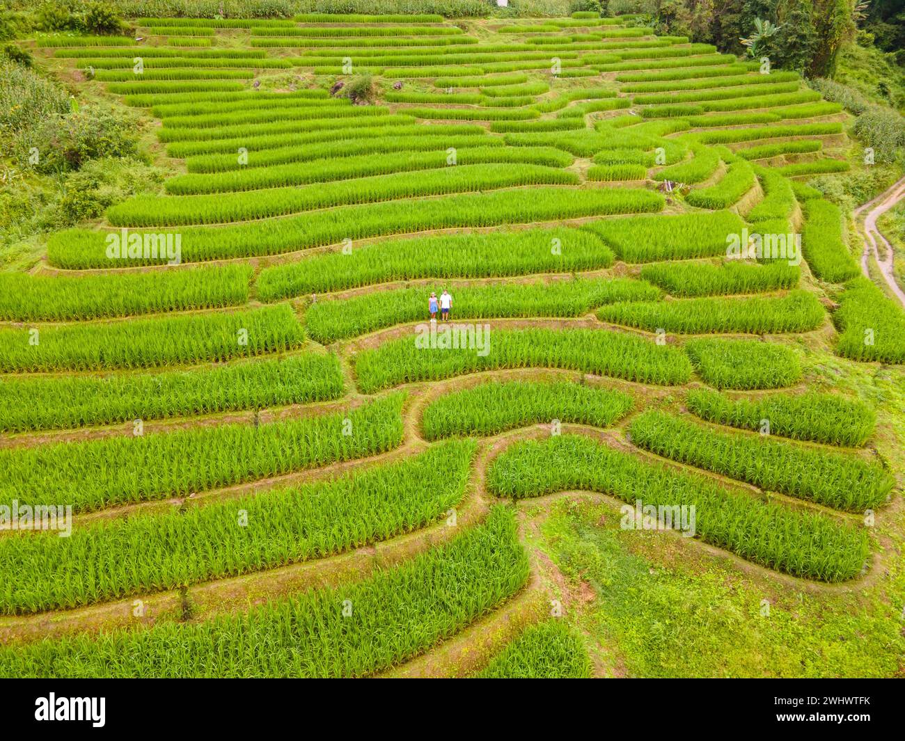 Terraced Rice Field in Chiangmai, Thailand. A couple of men and woman ...