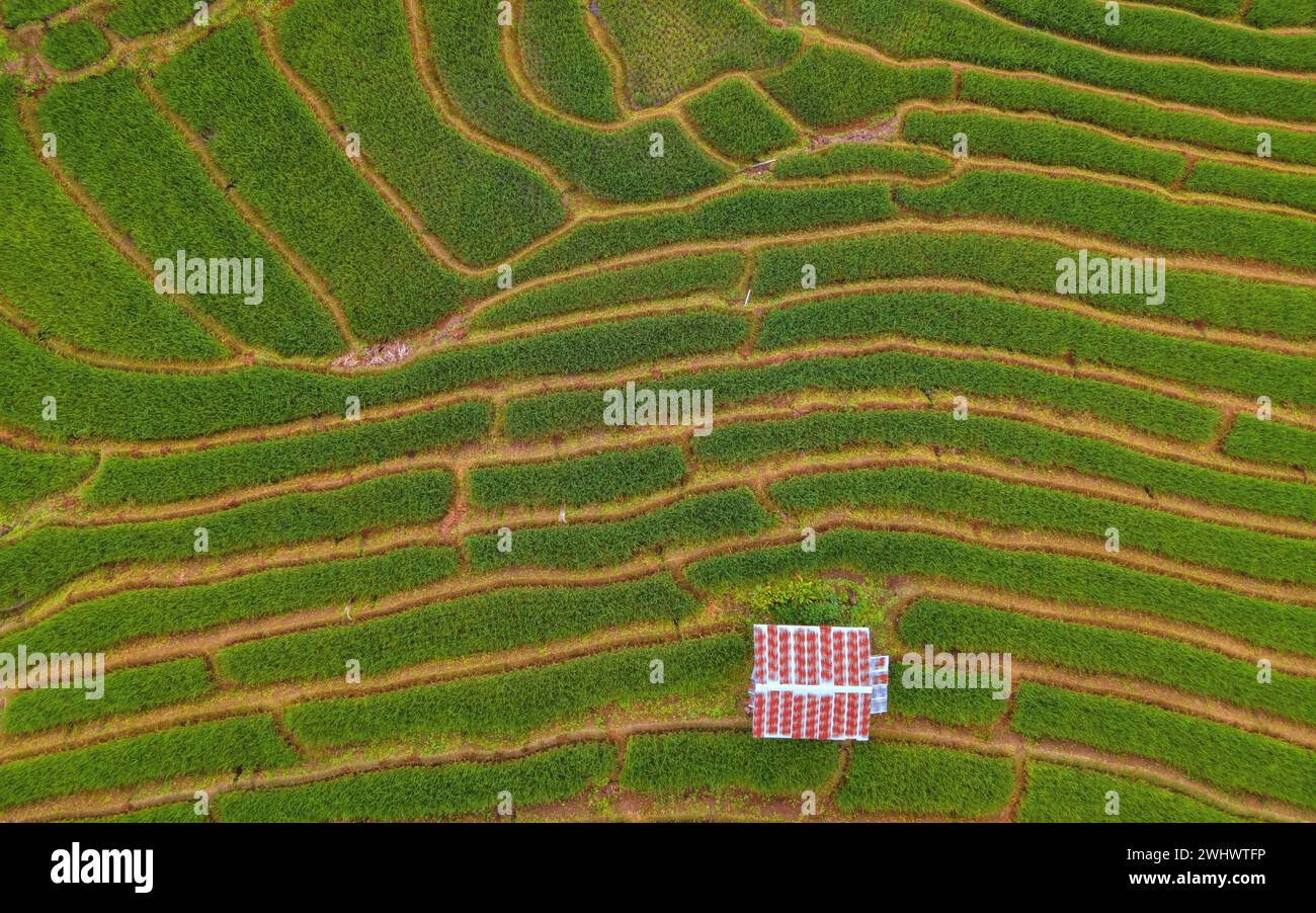 Terraced Rice Field in Chiangmai, Thailand Stock Photo - Alamy