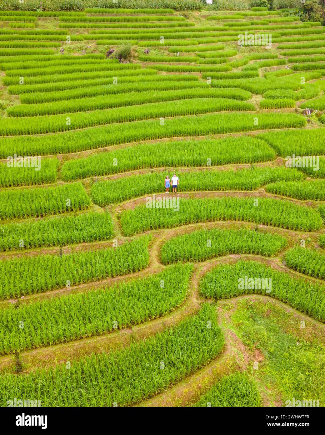 Terraced Rice Field in Chiangmai, Thailand. A couple of men and woman ...