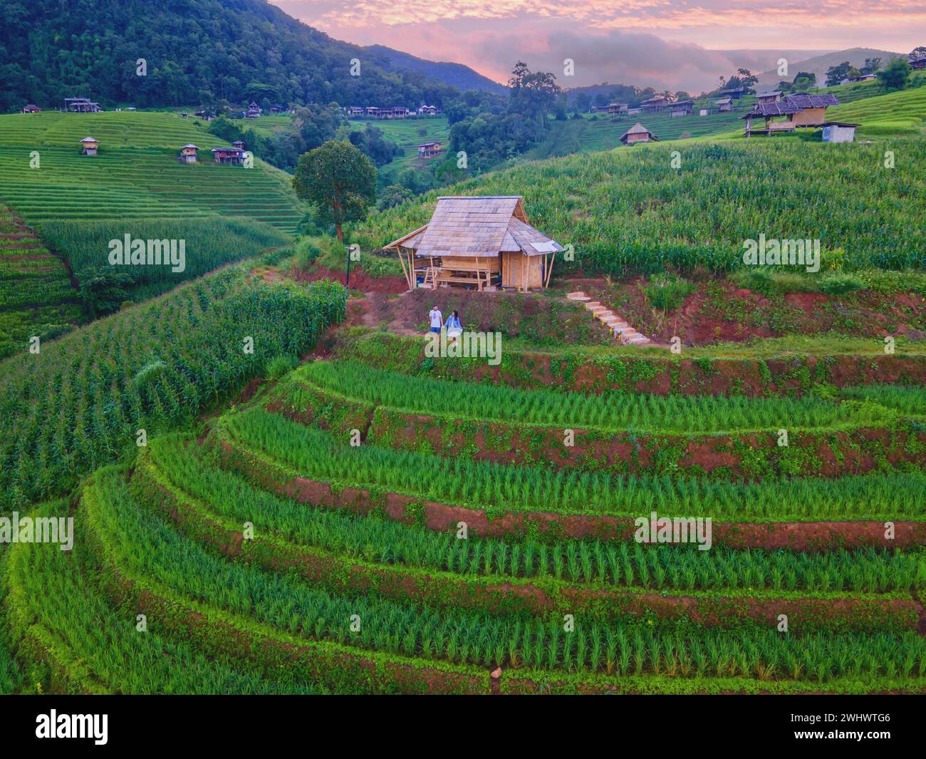 Terraced Rice Field in Chiangmai, Thailand. A couple of men and woman ...