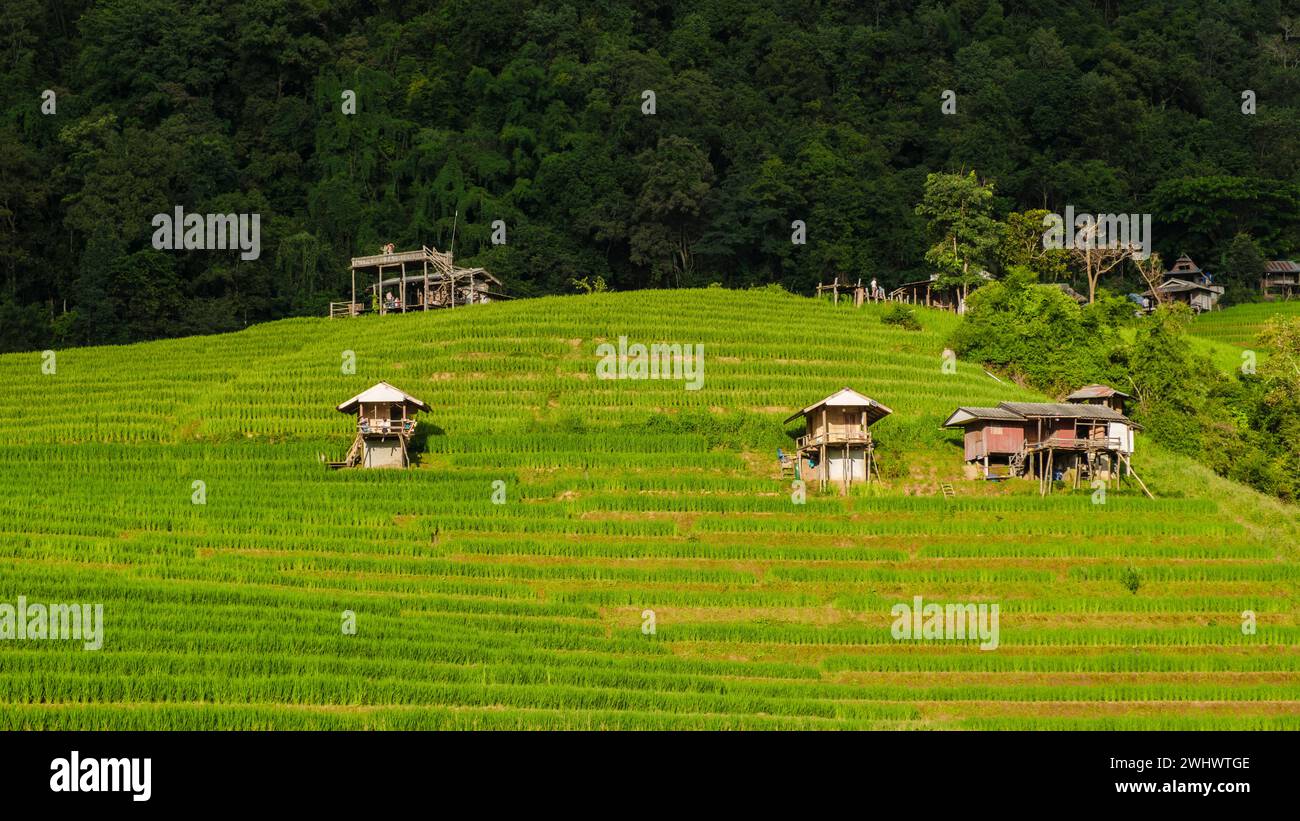 Terraced Rice Field in Chiangmai, Thailand, homestay in the mountains ...