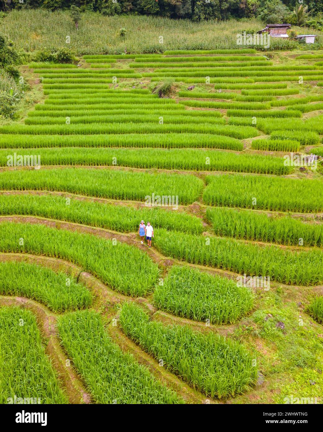 Terraced Rice Field in Chiangmai, Thailand. A couple of men and woman ...