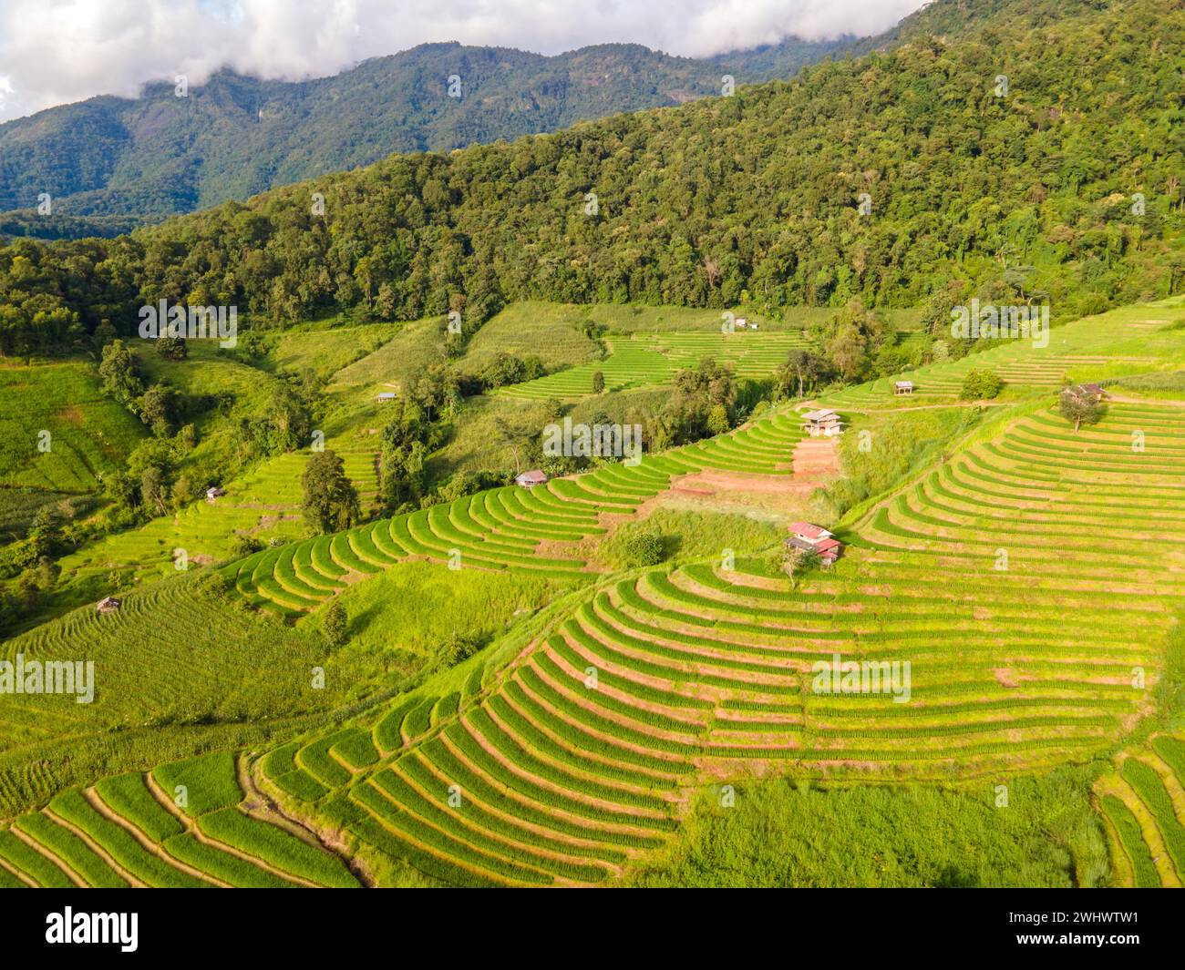 Curved Terraced Rice Field in Chiangmai, Thailand Stock Photo - Alamy