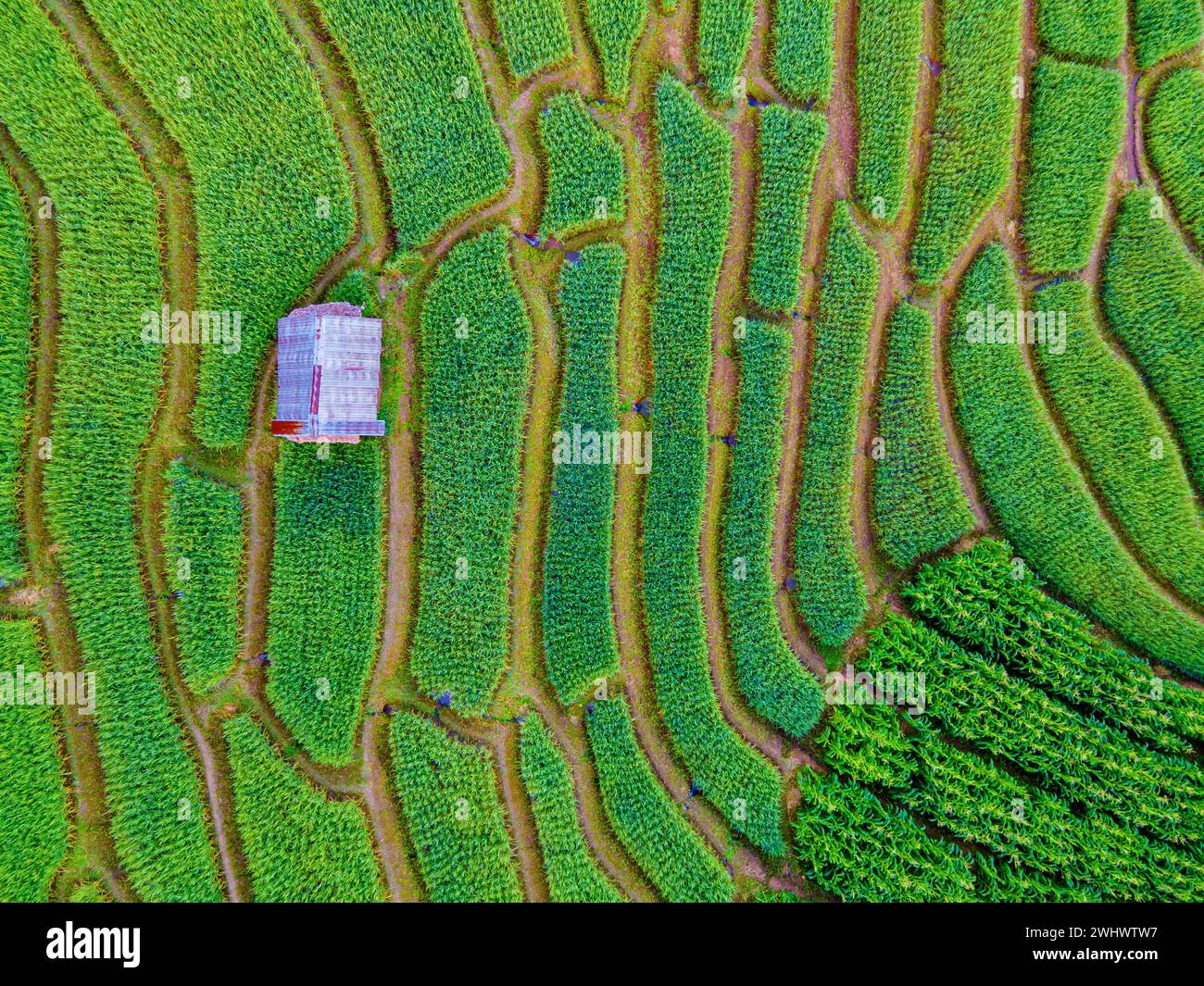 Aerial view of rice terraced field hi-res stock photography and images ...