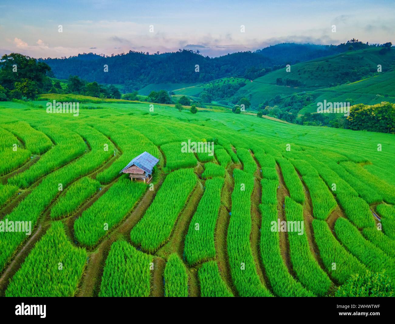 Deep green Terraced Rice Field in Chiangmai, Thailand, Pa Pong Piang ...