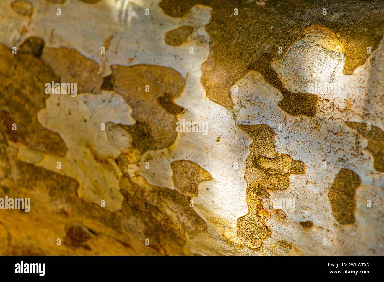 Texture pattern of the bark of a tropical tree plant in the jungle ...