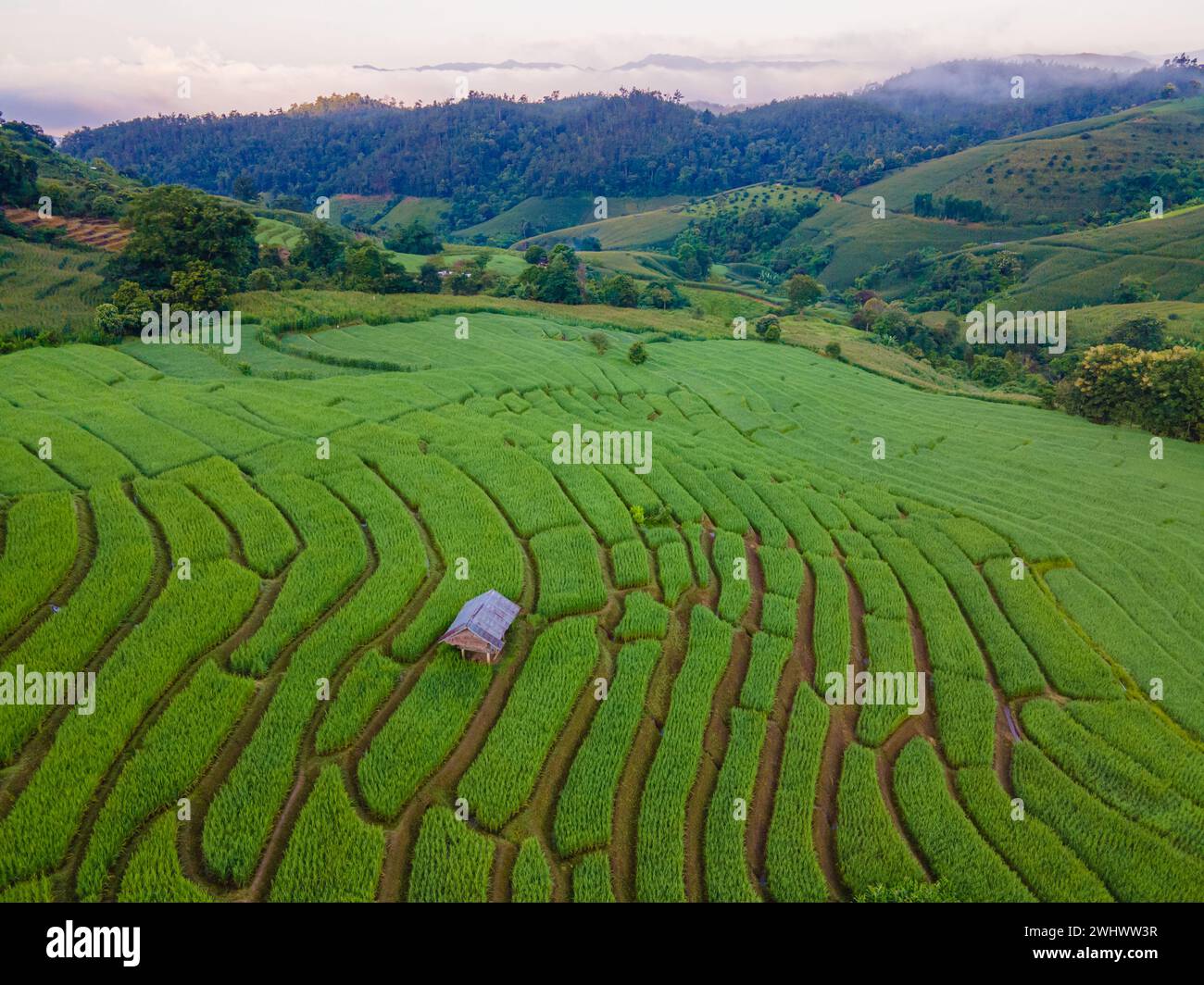 Sunset with green Terraced Rice Field in Chiangmai, Thailand Stock ...