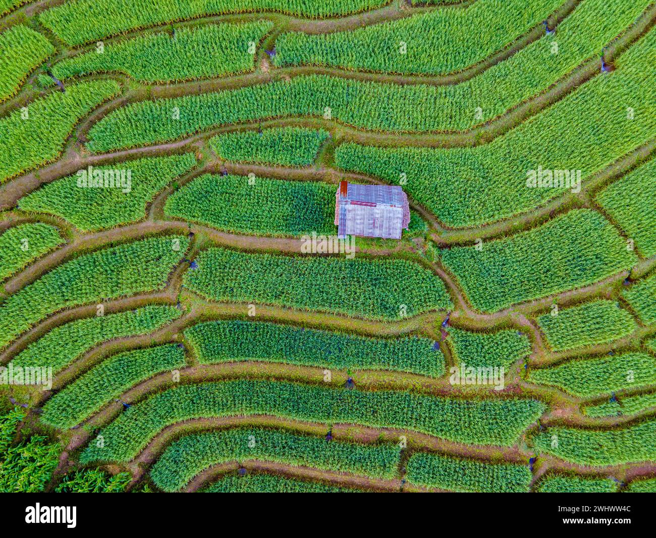 Sunset with green Terraced Rice Field in Chiangmai, Thailand Stock ...