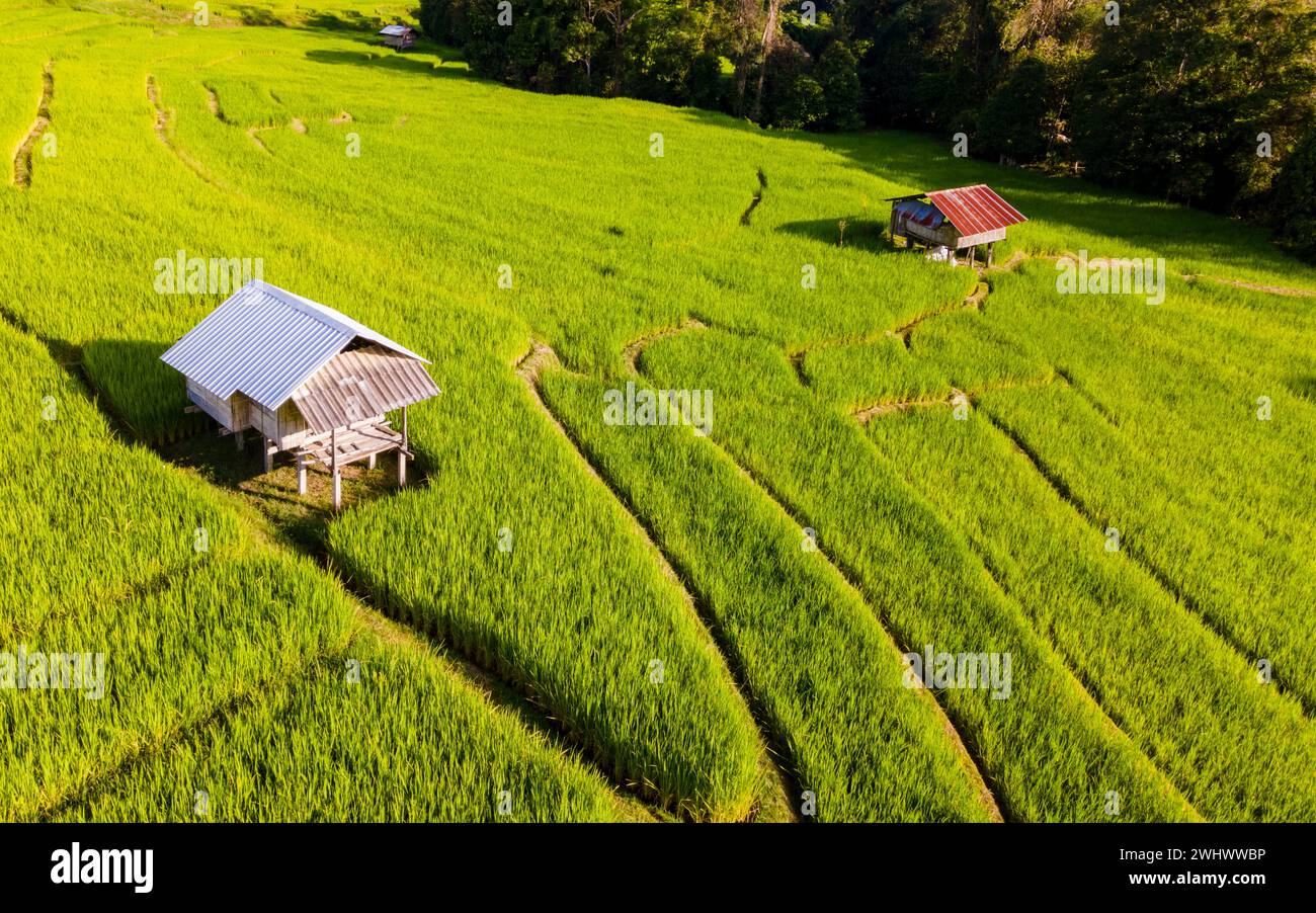 Terraced Rice Field in Chiangmai, Thailand, drone aerial view Stock ...