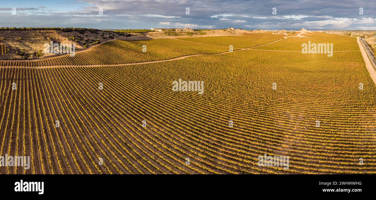 Vines in golden light hi-res stock photography and images - Alamy