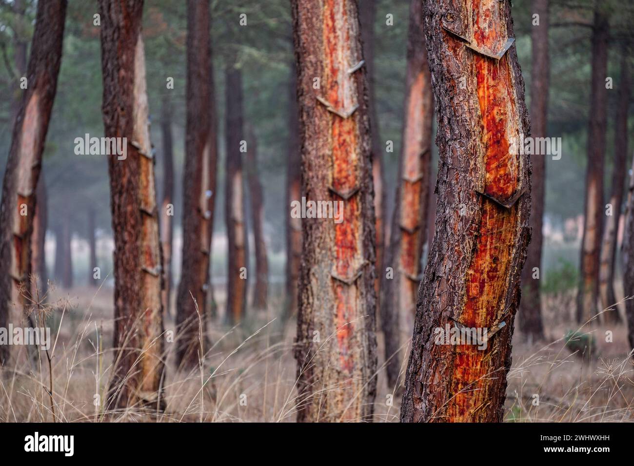 Resin extraction in a Pinus pinaster forest Stock Photo - Alamy