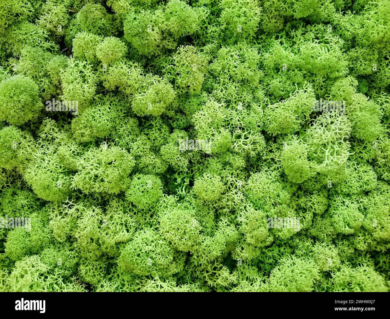 Dried green 3d algae background Stock Photo - Alamy