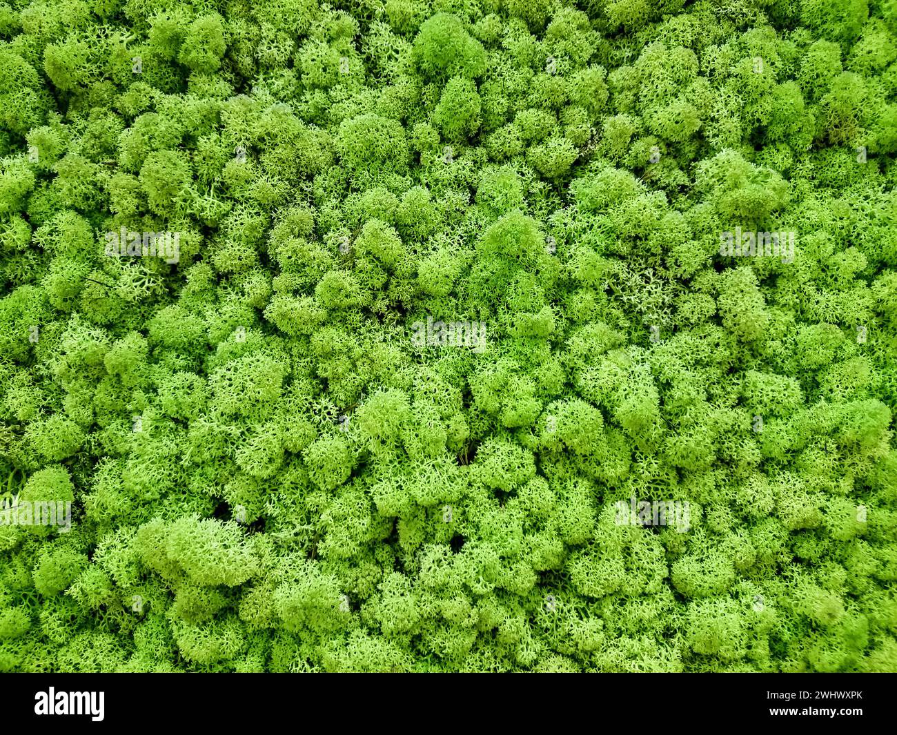 Dried green 3d algae background Stock Photo - Alamy