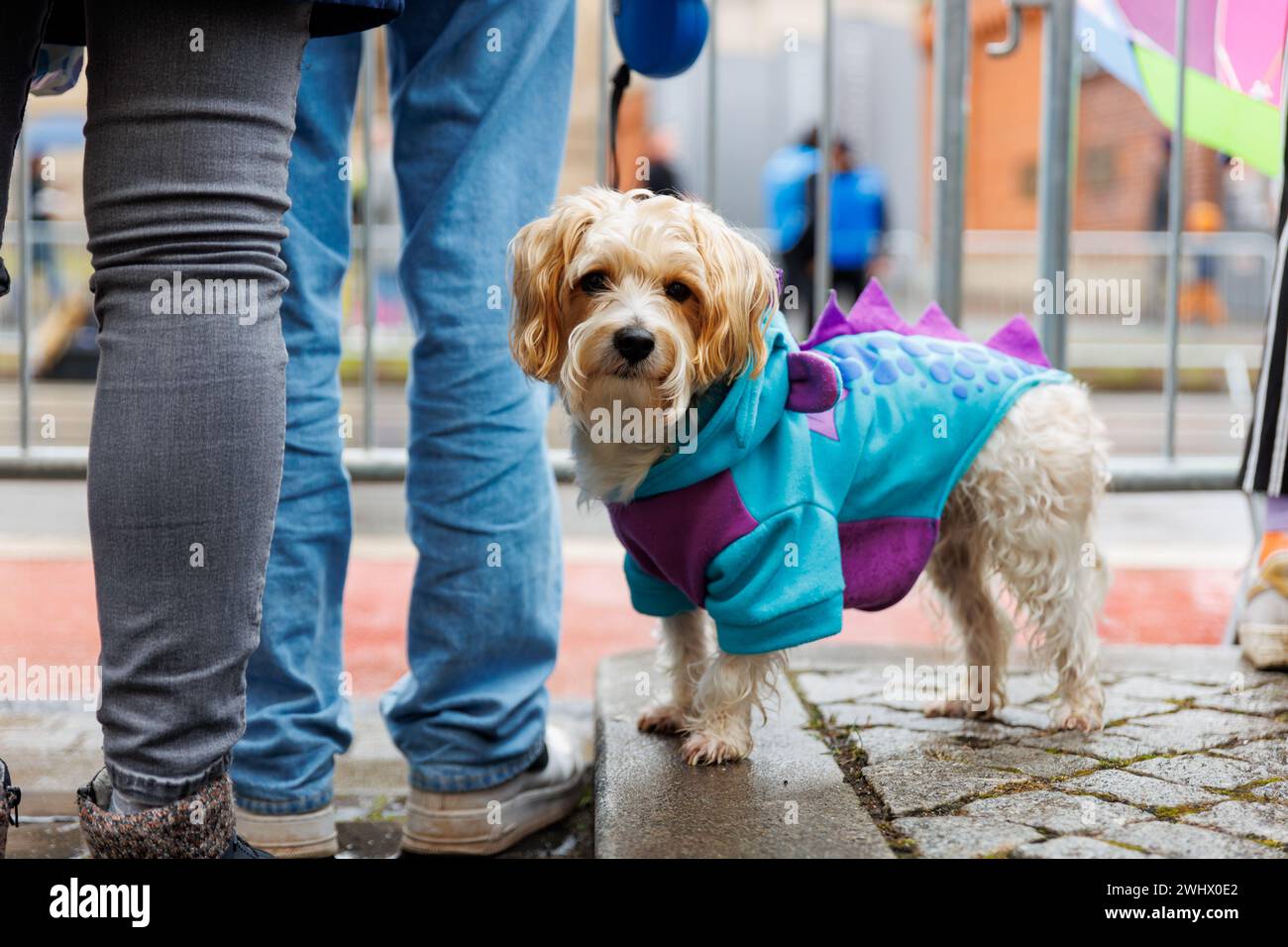 Erfurt, Germany. 11th February, 2024. Traditional german Carnival ...