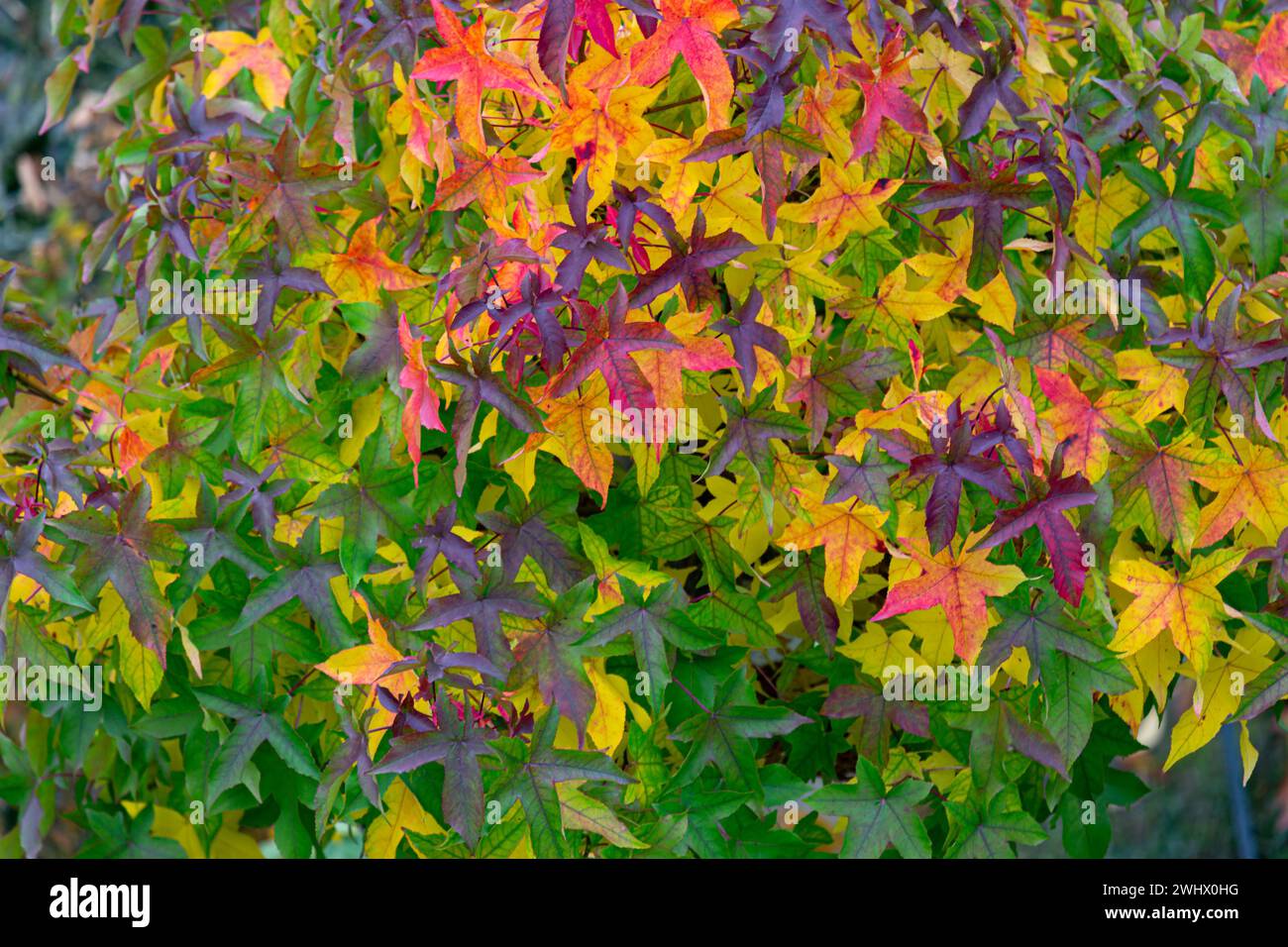 Green, yellow and red autumn leaves of an Amber tree (American sweetgum ...