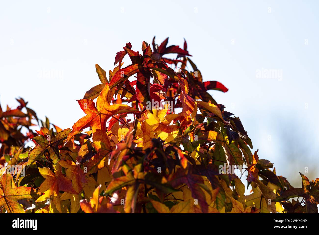 Green, yellow and red autumn leaves of an Amber tree (American sweetgum ...