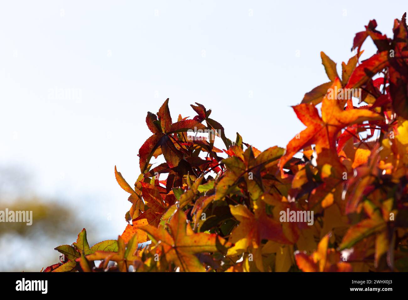 Green, yellow and red autumn leaves of an Amber tree (American sweetgum ...