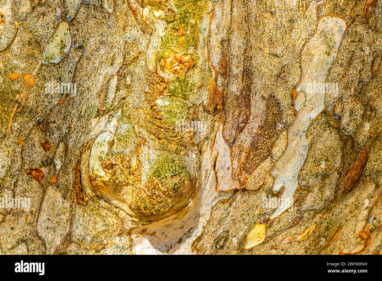 Texture pattern of the bark of a tropical tree plant in the jungle ...