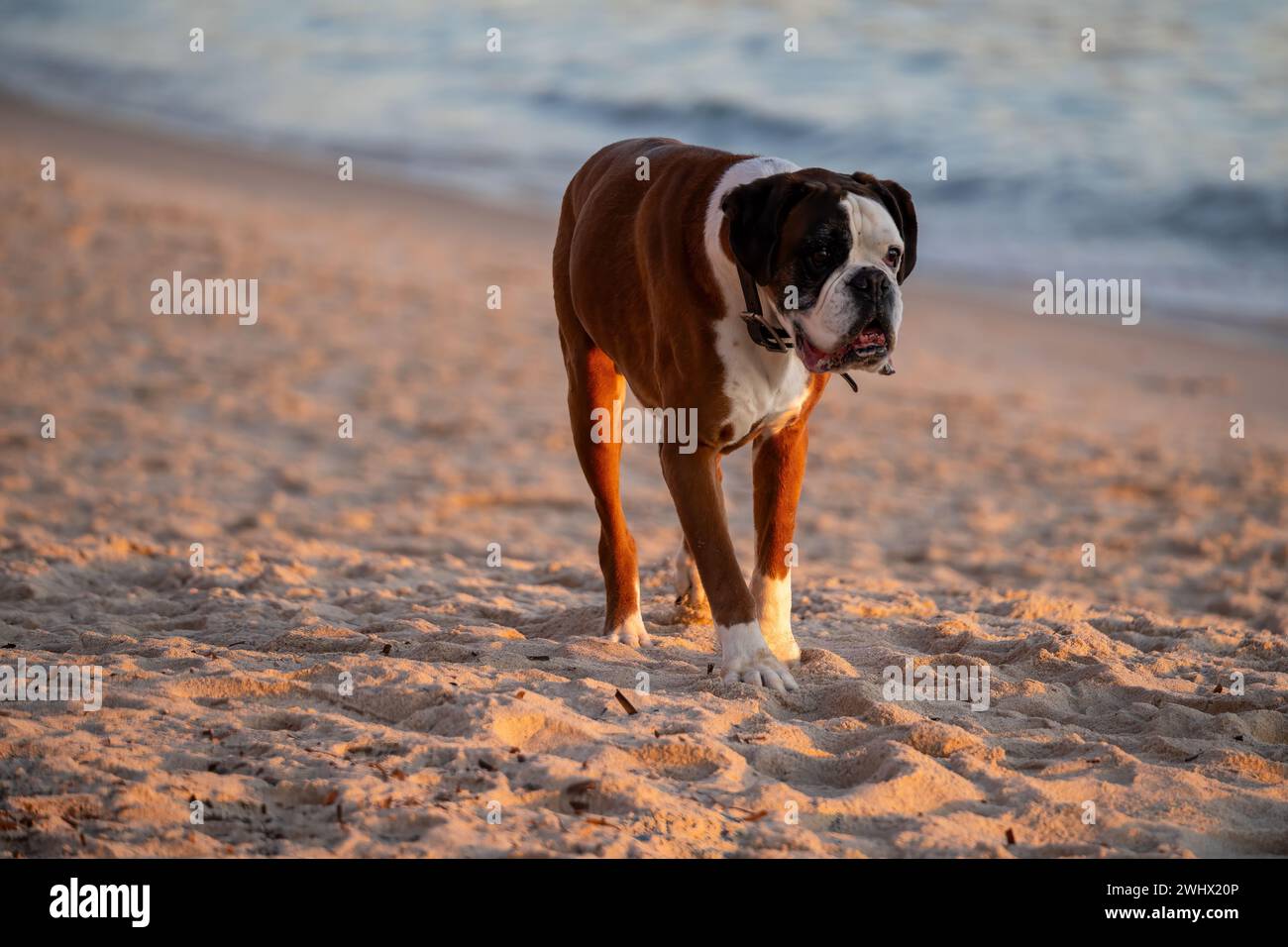 Old boxer dog walks on beach by the sea. High quality photo Stock Photo ...