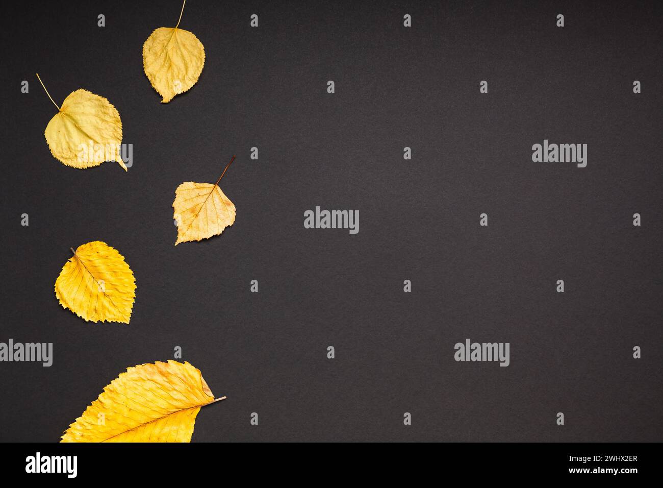 Yellow leaves pattern black paper background Stock Photo - Alamy