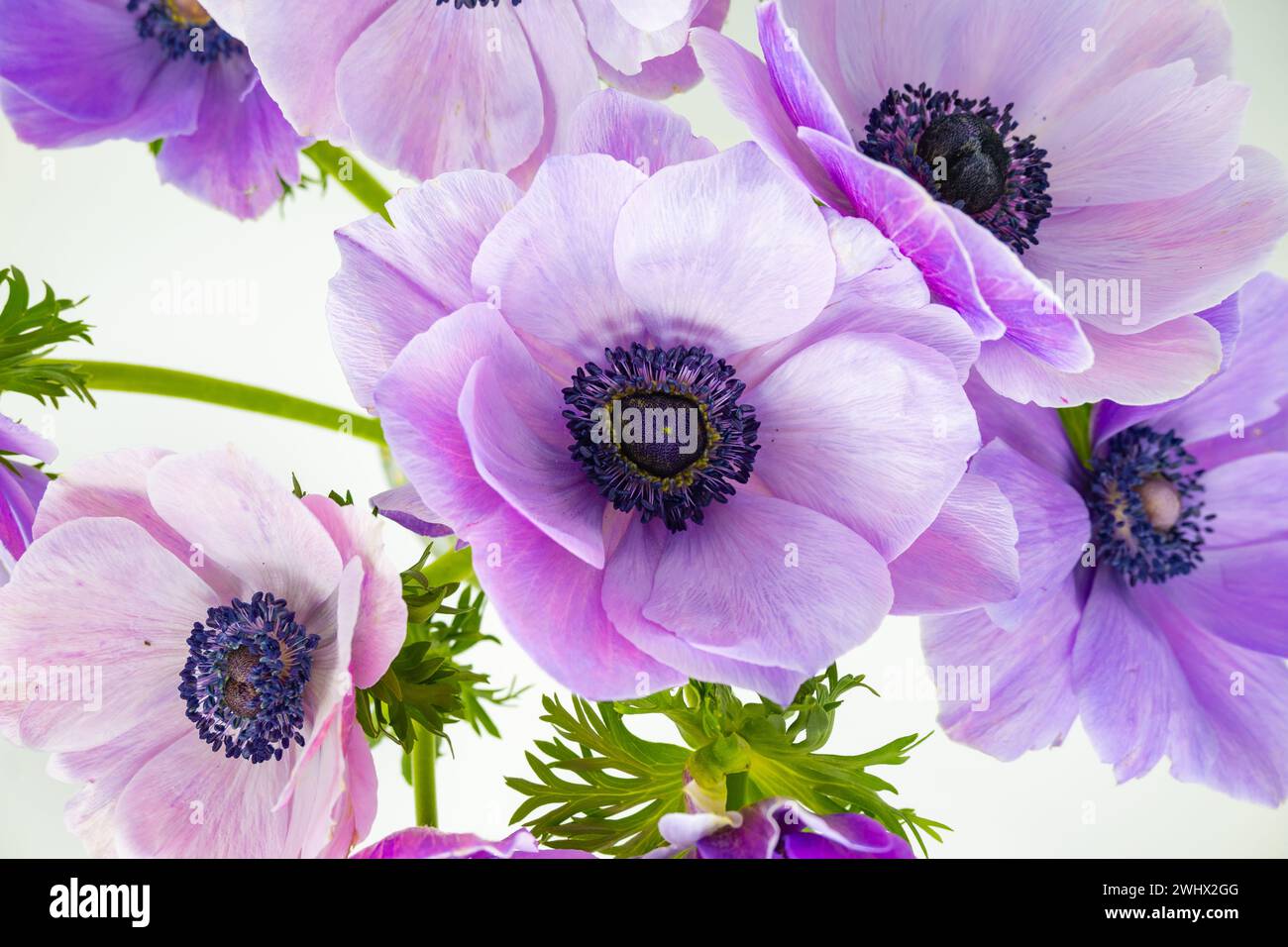Purple and white anemones hi-res stock photography and images - Alamy