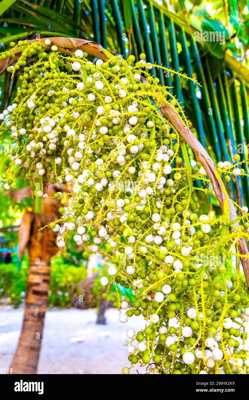 Palm tree leaves seeds fruits of a tropical green exotic and Caribbean ...