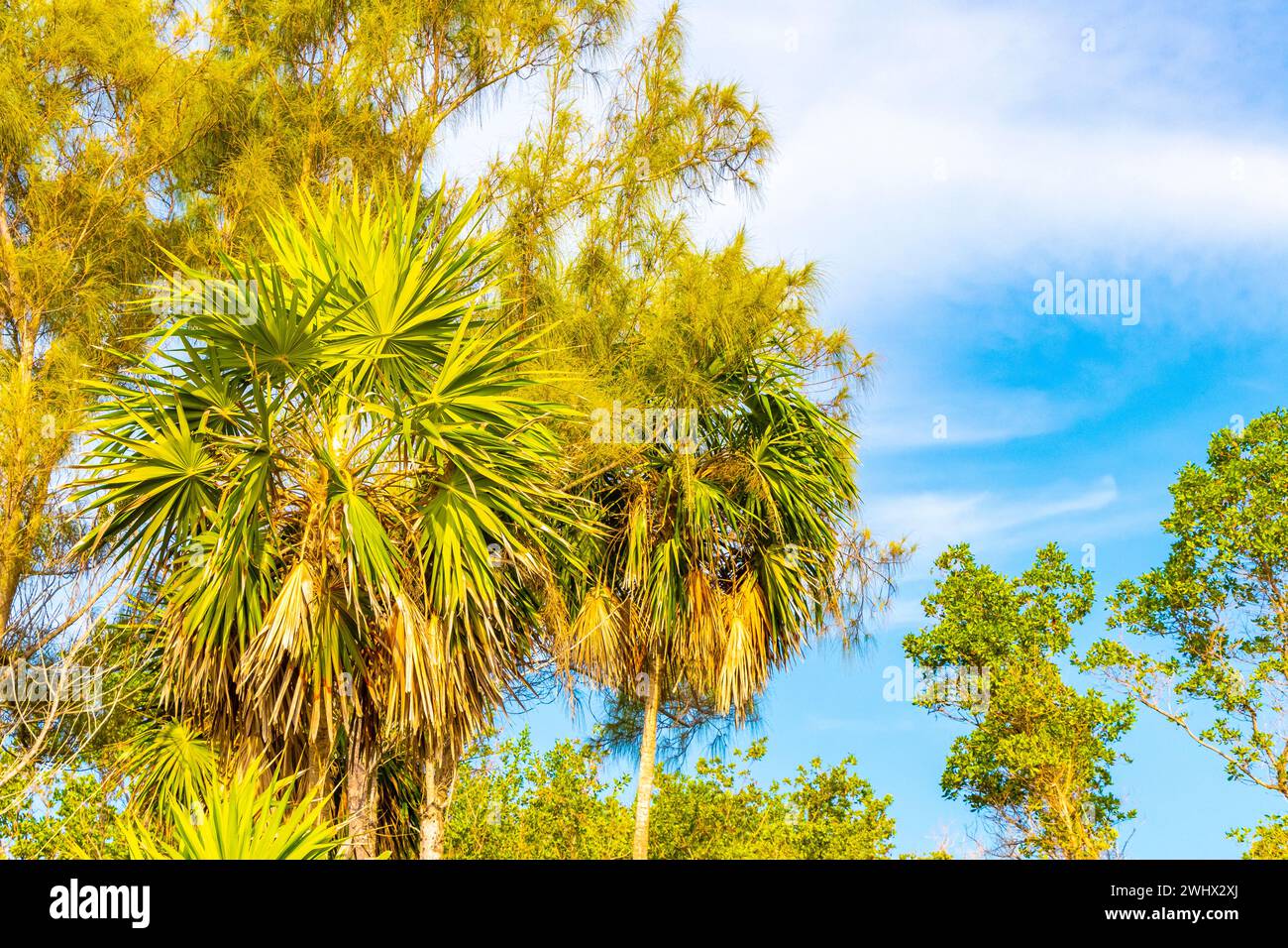 Palm tree leaves seeds fruits of a tropical green exotic and Caribbean ...