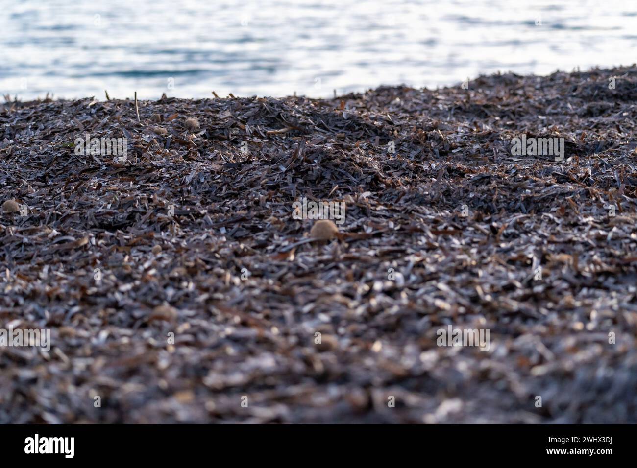 Sargassum algae on shore hi-res stock photography and images - Alamy
