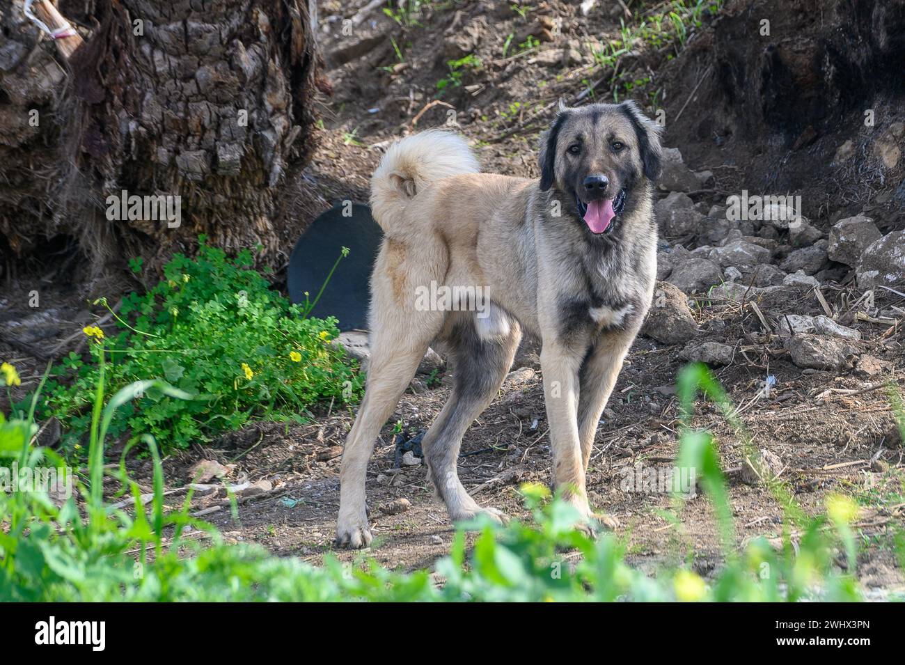 Shepherd cyprus hi-res stock photography and images - Alamy
