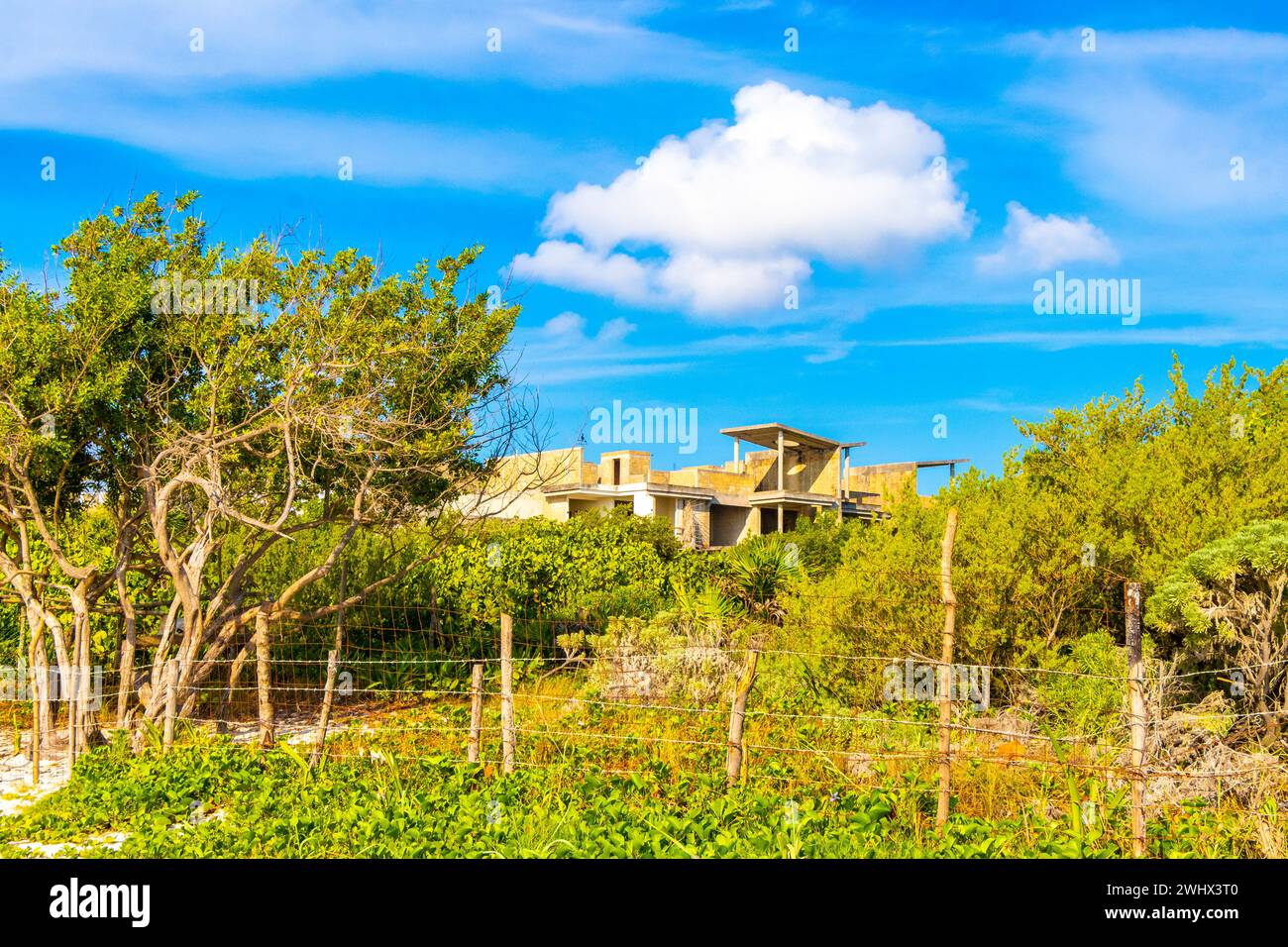 Chit palm tree leaves in hi-res stock photography and images - Alamy