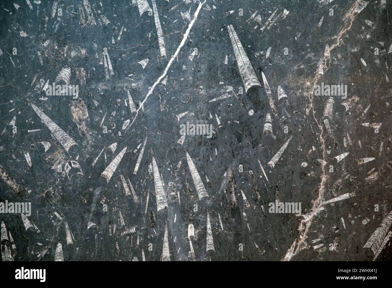 Fossils morocco hi-res stock photography and images - Alamy