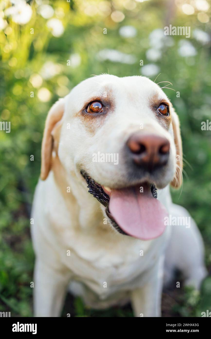 Close up of a cut golden labrador retriever in nature. A beautiful ...