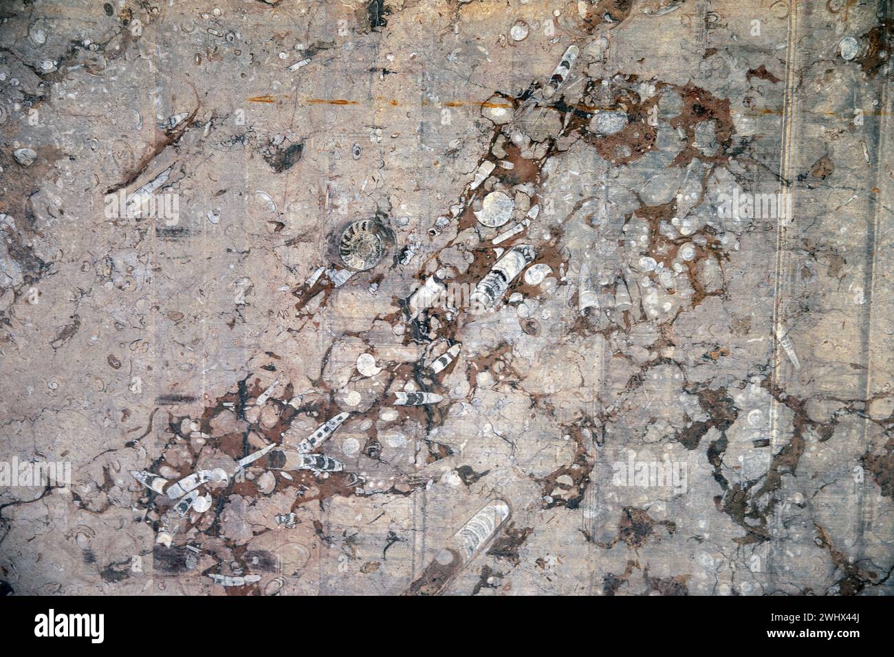 Fossils morocco hi-res stock photography and images - Alamy