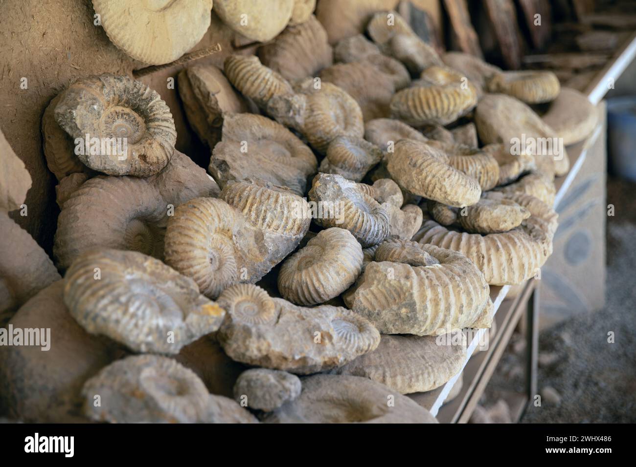 Fossils morocco hi-res stock photography and images - Alamy