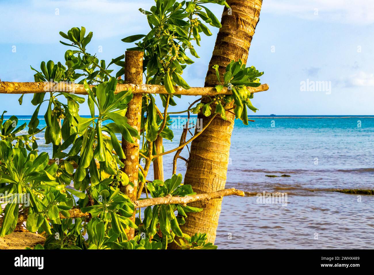 Wooden trail walk path and fence at the Caribbean beach and tropical ...