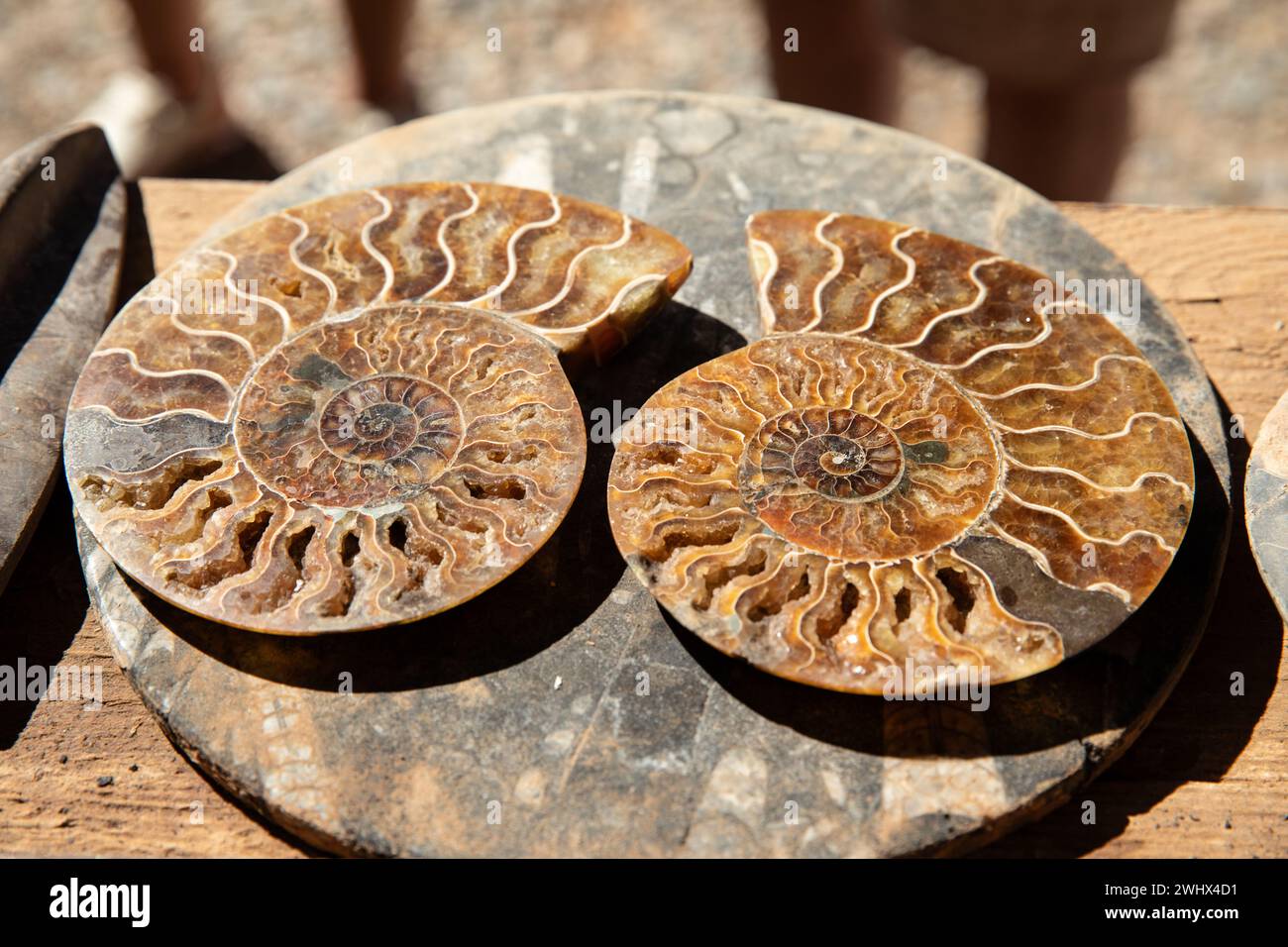 Fossils morocco hi-res stock photography and images - Alamy