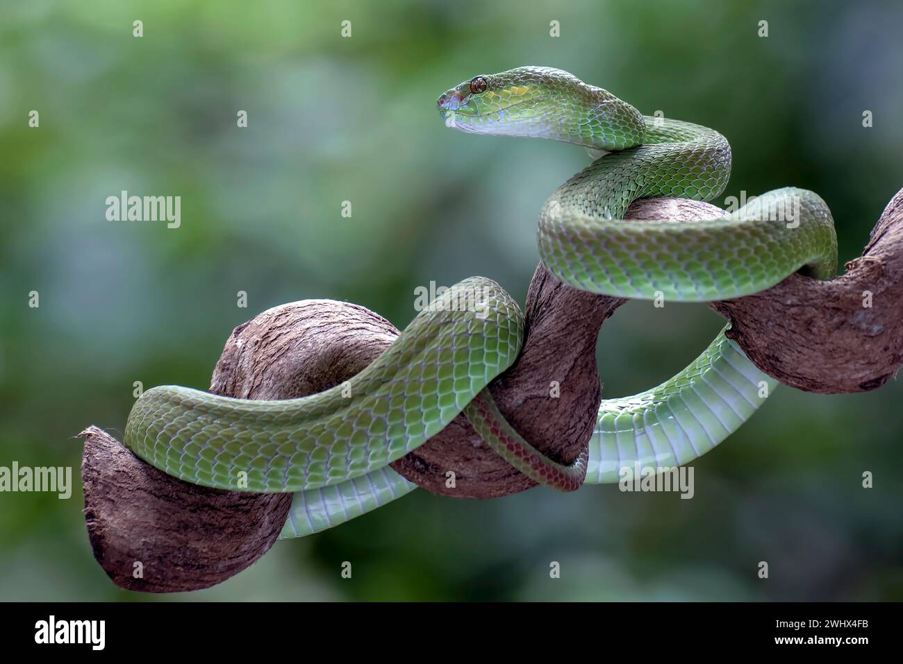 The Lesser Sunda Islands in a tree branch Stock Photo - Alamy