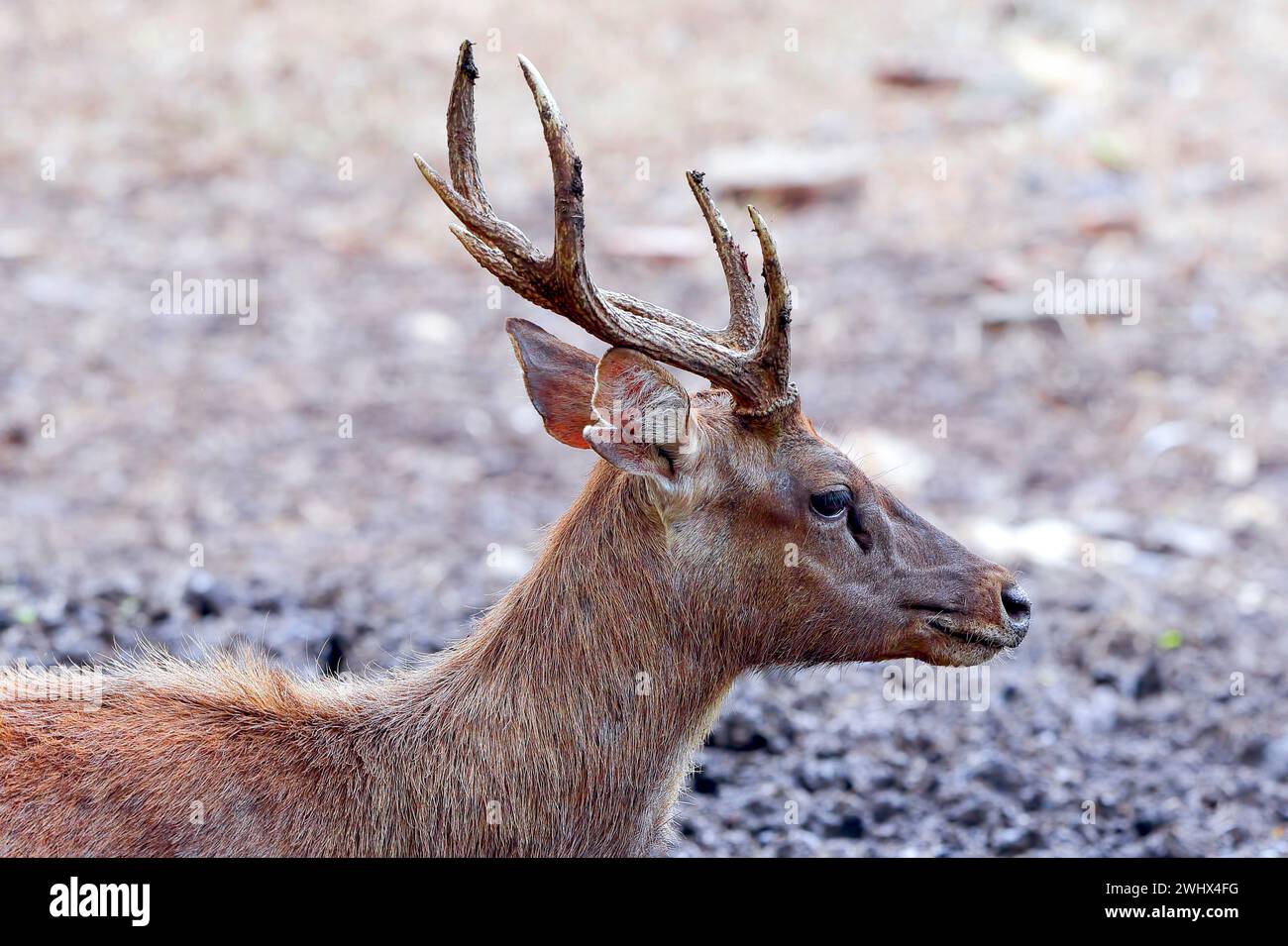 Male sambar deer with their pack Stock Photo - Alamy