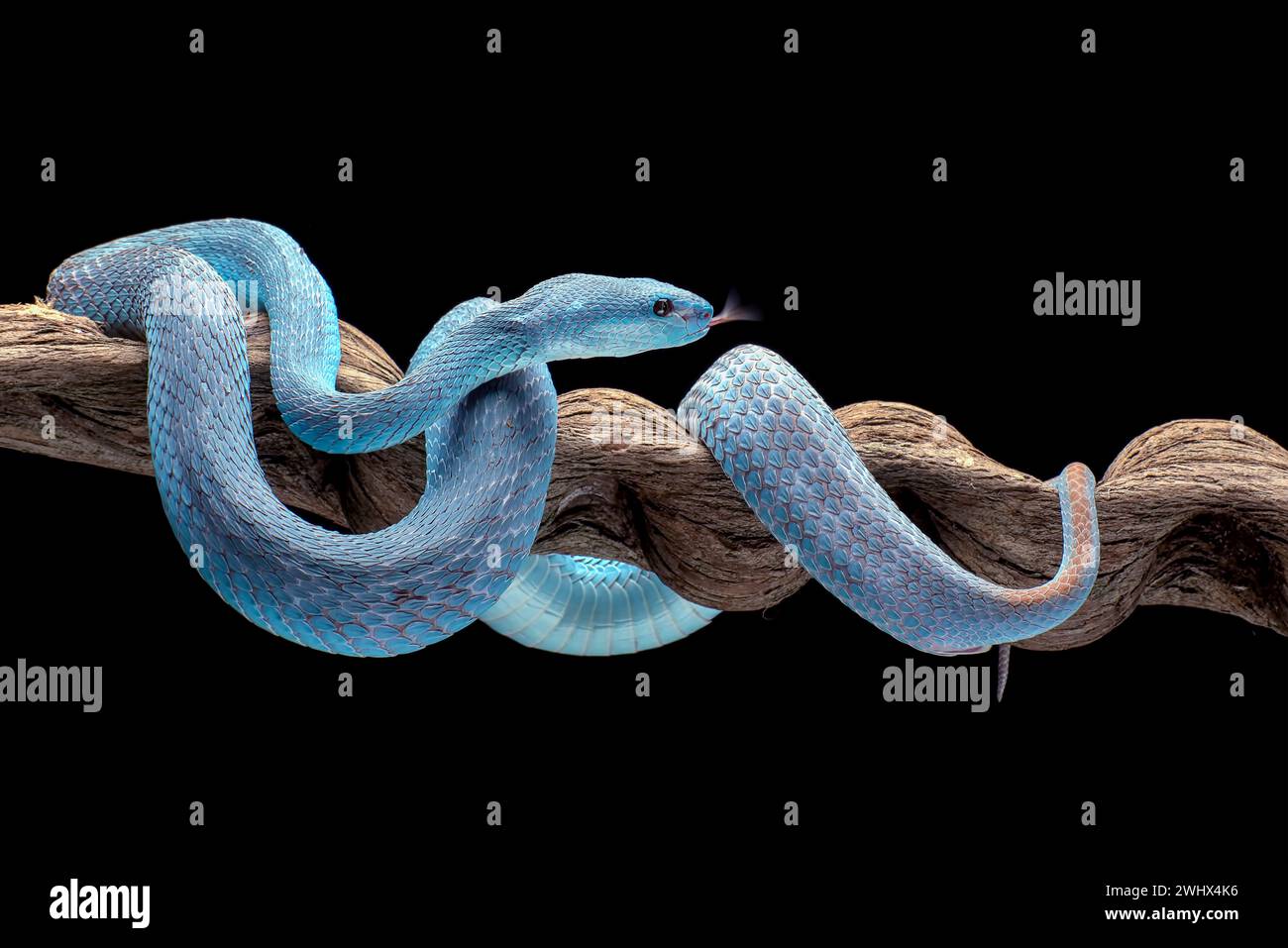 The Lesser Sunda Islands in a tree branch Stock Photo - Alamy