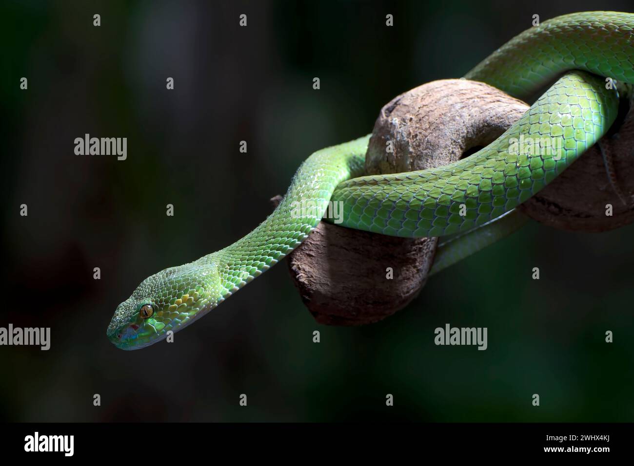 The Lesser Sunda Islands in a tree branch Stock Photo - Alamy