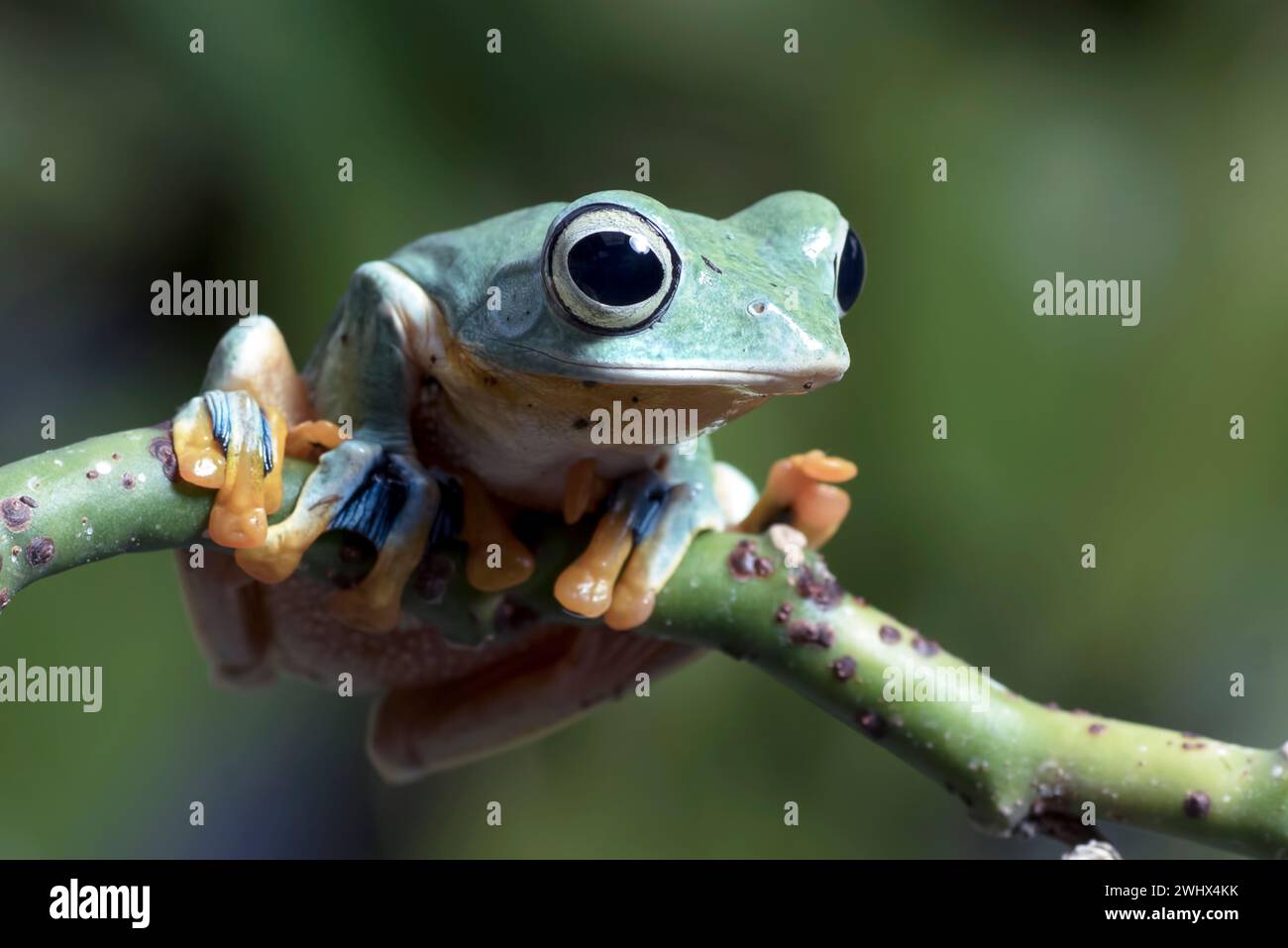 Flying tree frog hi-res stock photography and images - Alamy