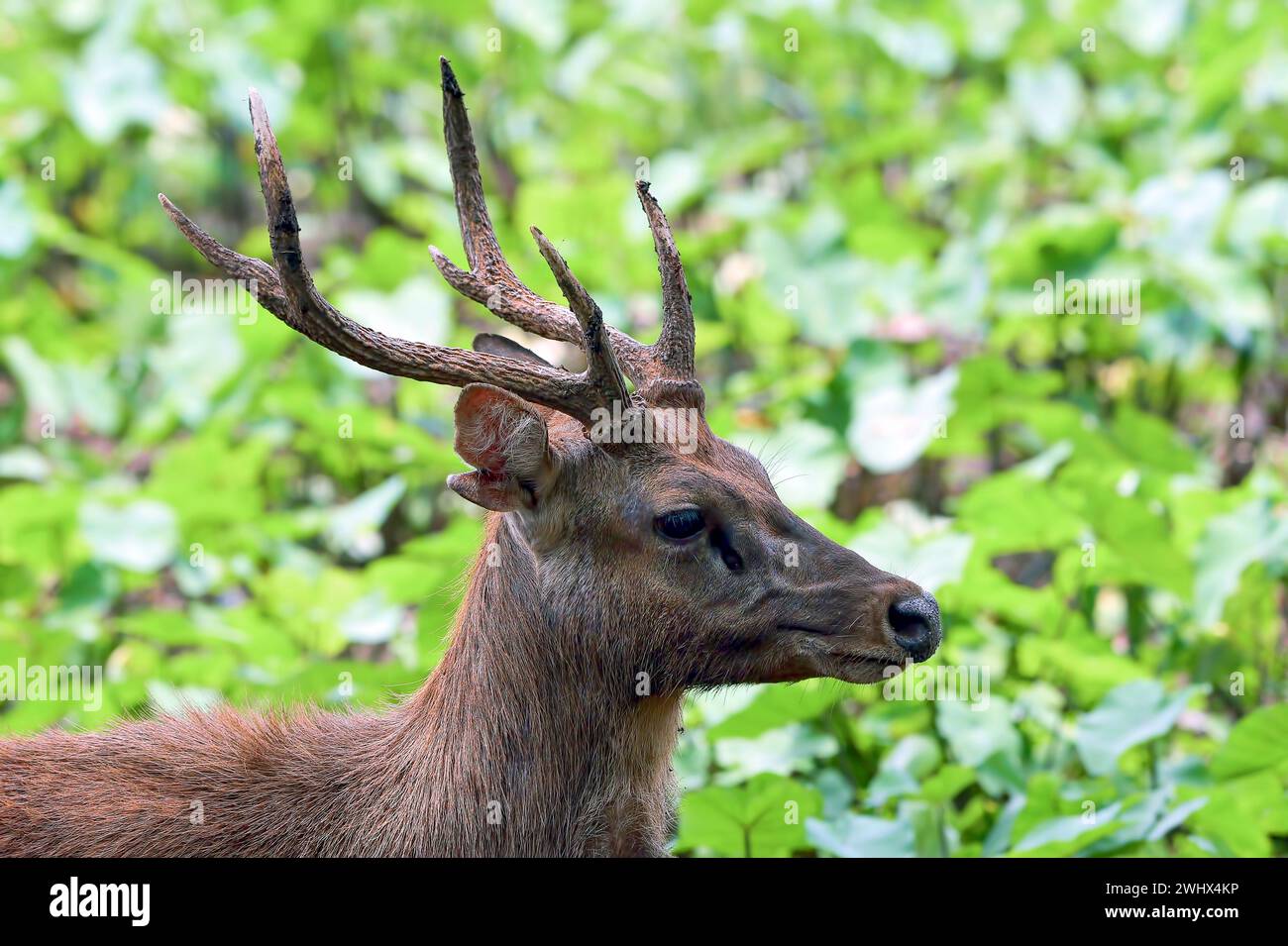 Male sambar deer with their pack Stock Photo - Alamy